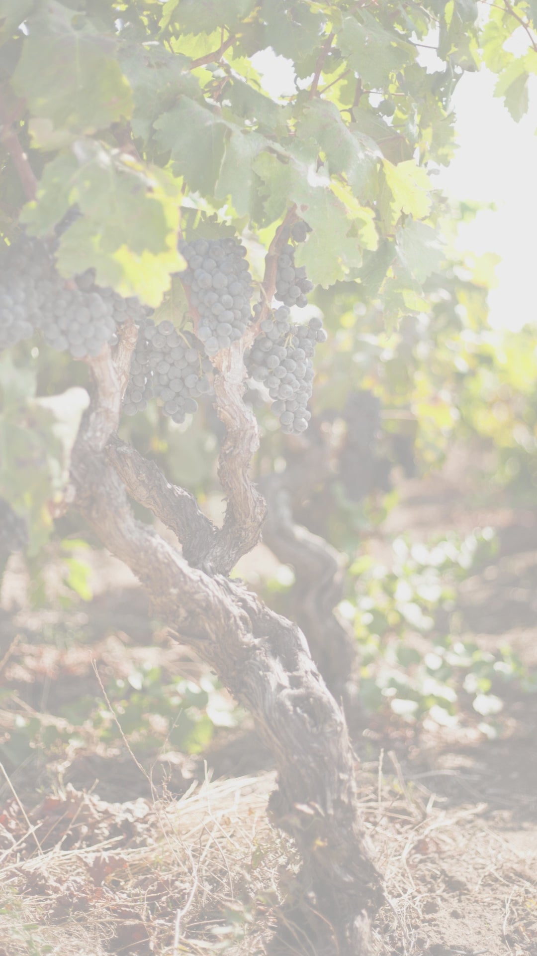 Primitivo 75cl | Terra Organica